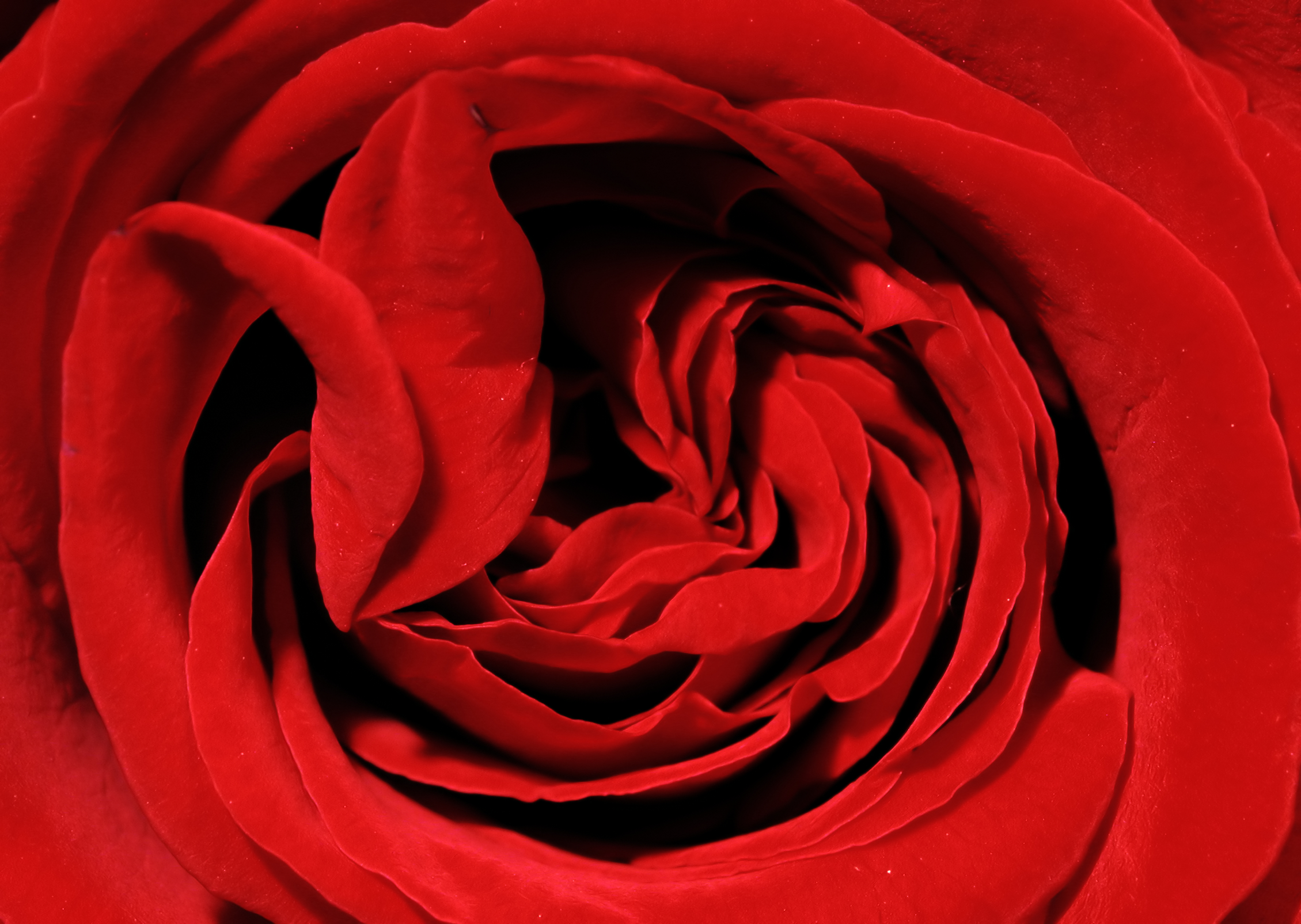 Sfondo Amore rosa rossa macro Sfondo Amore rosa rossa macro